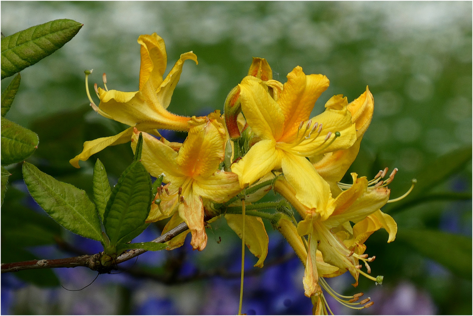 Gelbe Azaleen Foto & Bild | natur, pflanzen sträucher azaleen Bilder ...
