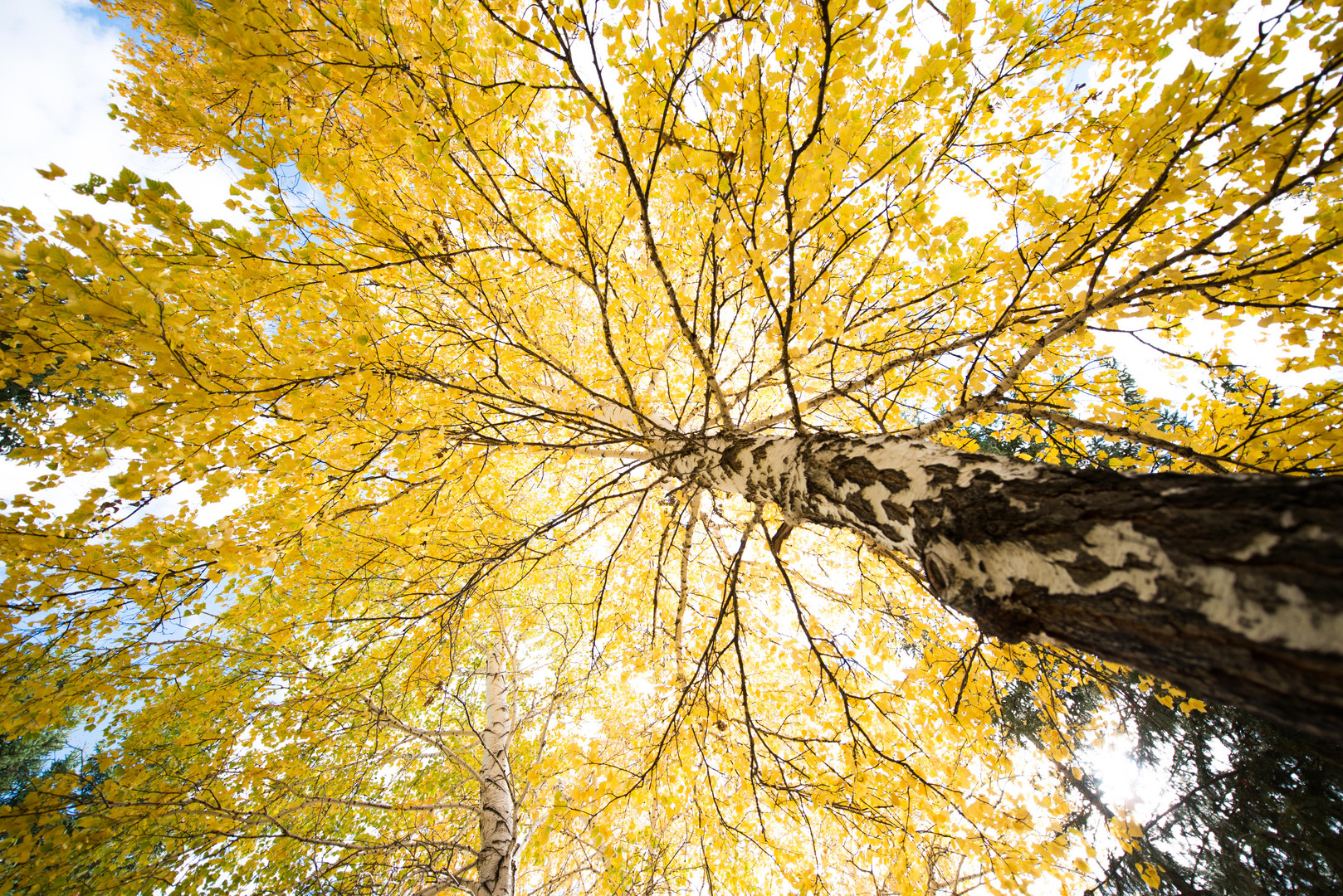 Gelbe Birke Foto & Bild | jahreszeiten, herbst, natur Bilder auf ...