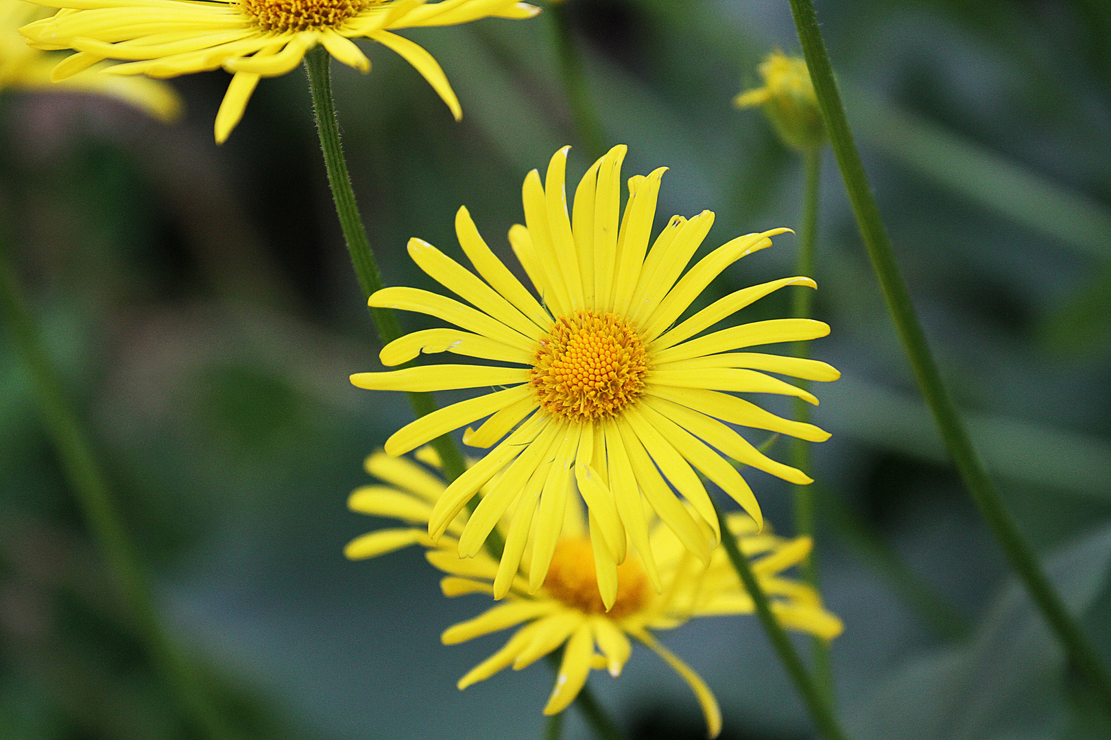 Gelbe Blume Foto & Bild | pflanzen, pilze & flechten, blüten ...