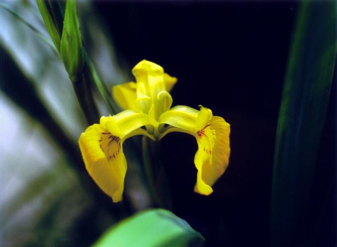 Gelbe Blume am Marchfeldkanal Foto & Bild | pflanzen, pilze & flechten ...