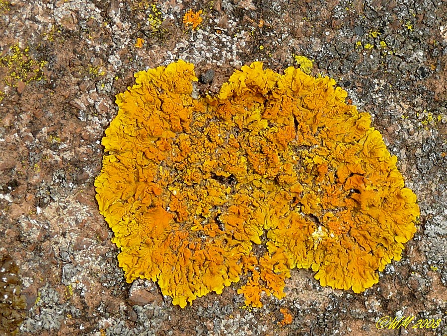 Gelbe Flechte Foto & Bild | pflanzen, pilze & flechten, pilze & flechten, natur Bilder auf ...