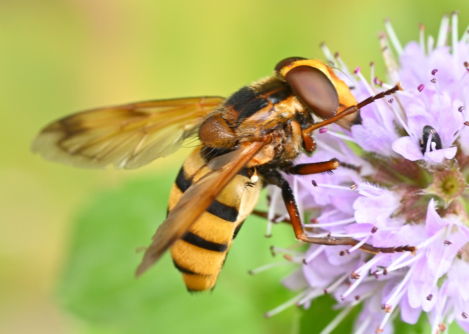 Gelbe Hummelschwebfliege oder Gebänderte Waldschwebfliege Foto & Bild ...