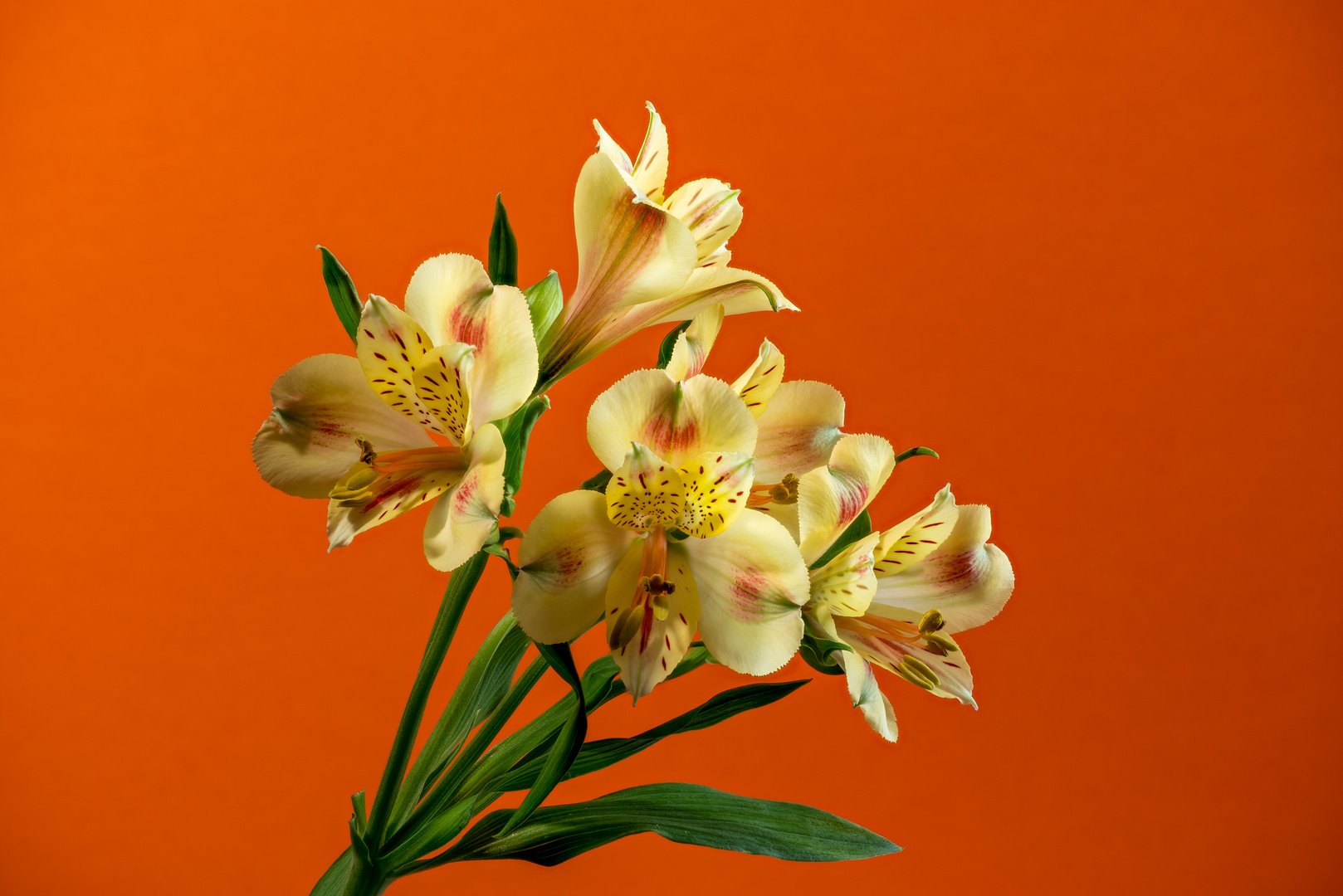 Gelbe Inkalilien Foto & Bild | pflanzen, pilze & flechten, blüten ...