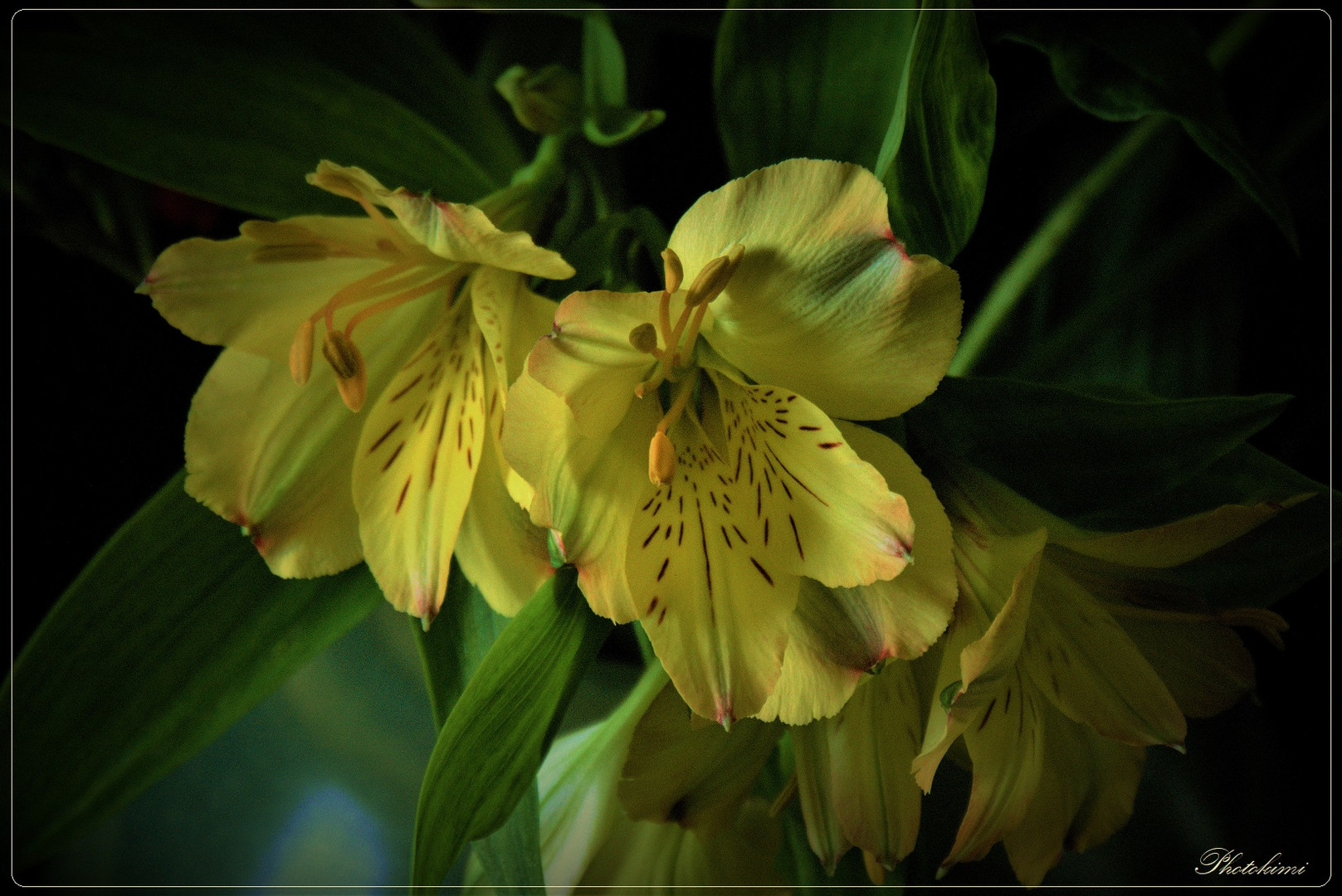 Gelbe Inkalilien Foto & Bild | pflanzen, pilze & flechten, blüten ...