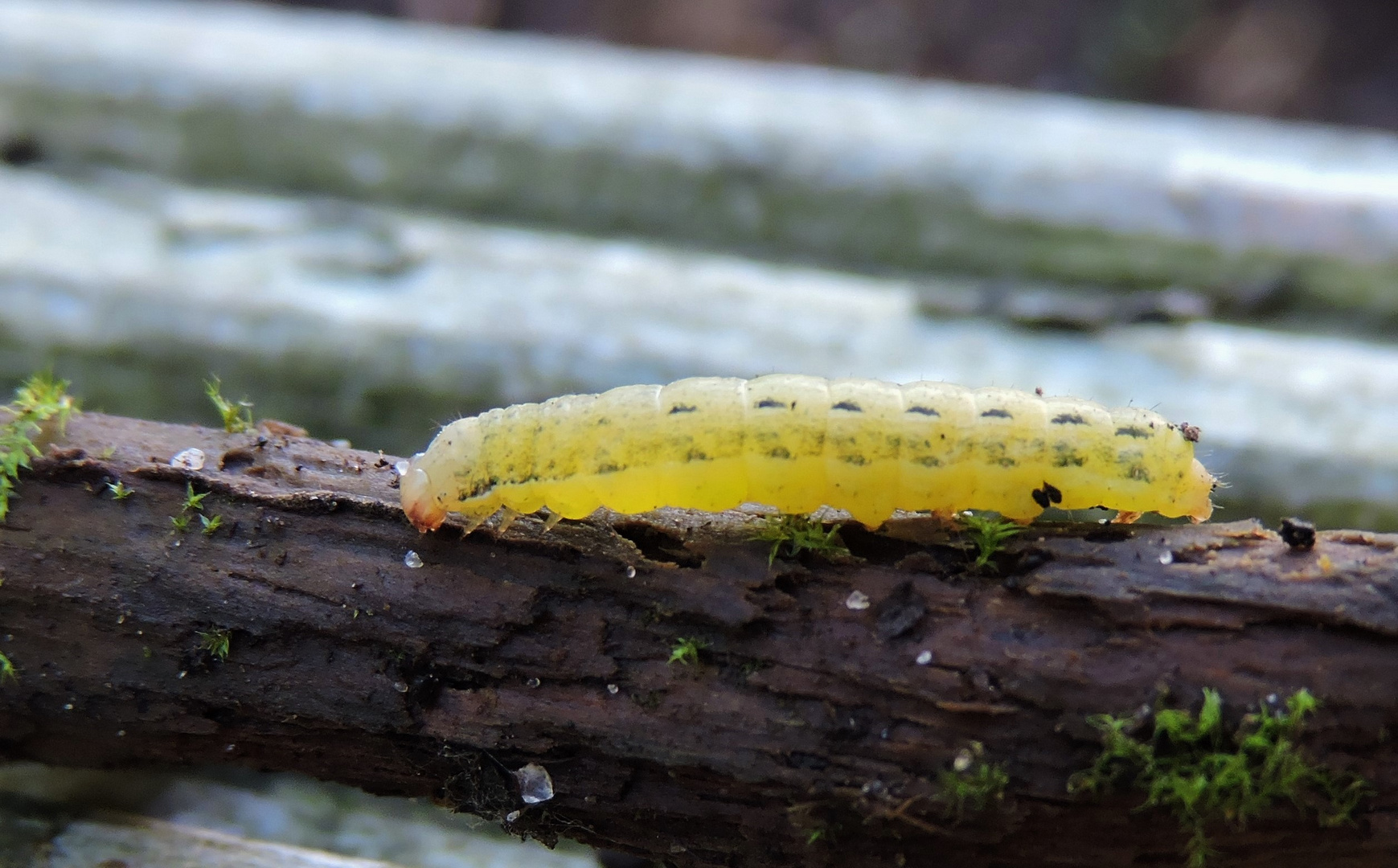 gelbe Raupe Foto & Bild | natur, tiere, wildlife Bilder auf fotocommunity