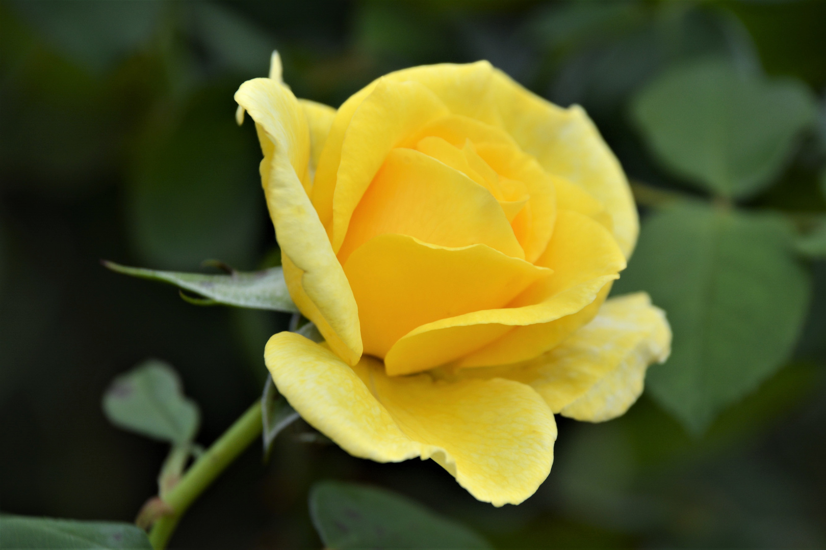 GELBE ROSE Foto & Bild | bilder, fotos, nikon Bilder auf fotocommunity