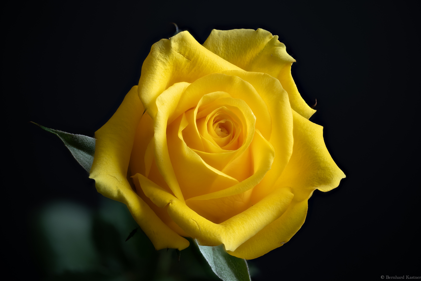 Gelbe Rose Foto & Bild | pflanzen, pilze & flechten, blüten ...