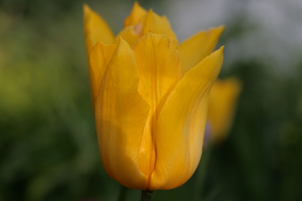gelbe tulpe Foto & Bild | blumen Bilder auf fotocommunity