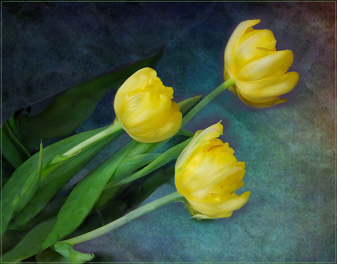 Gelbe Tulpen Foto & Bild | stillleben , spezial, tulpen Bilder auf fotocommunity
