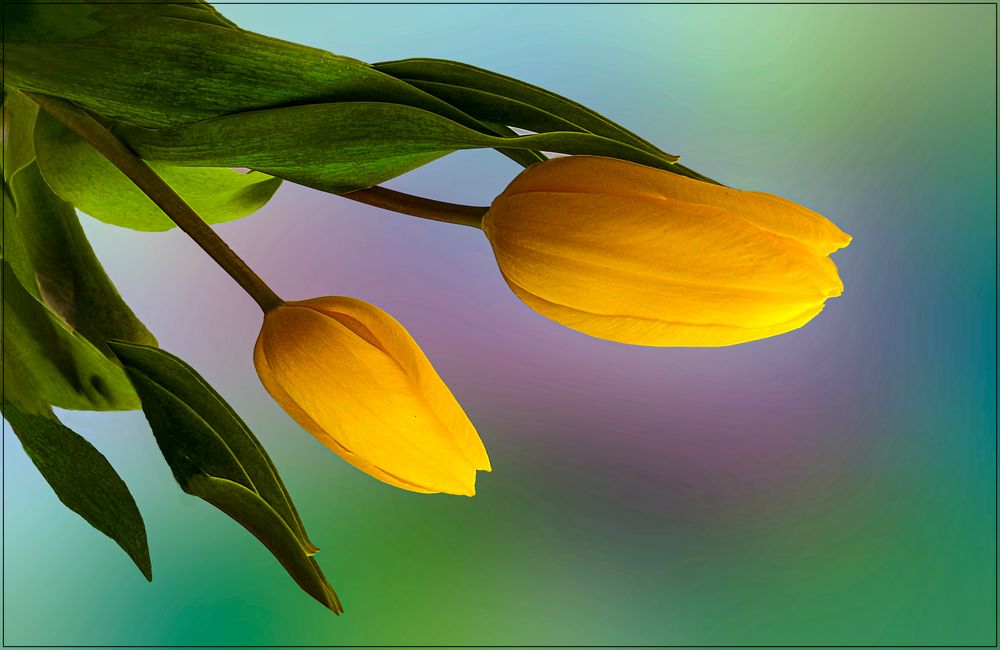 Gelbe Tulpen Foto & Bild | blumen , natur, stillleben Bilder auf fotocommunity