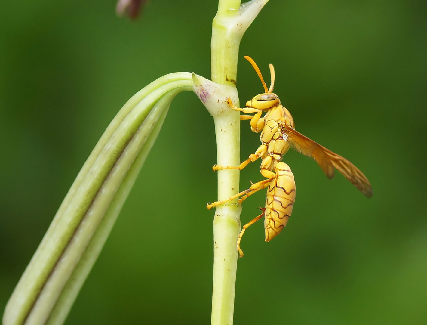 Gelbe Wespe (2) Foto & Bild | tiere, wildlife, insekten Bilder auf ...