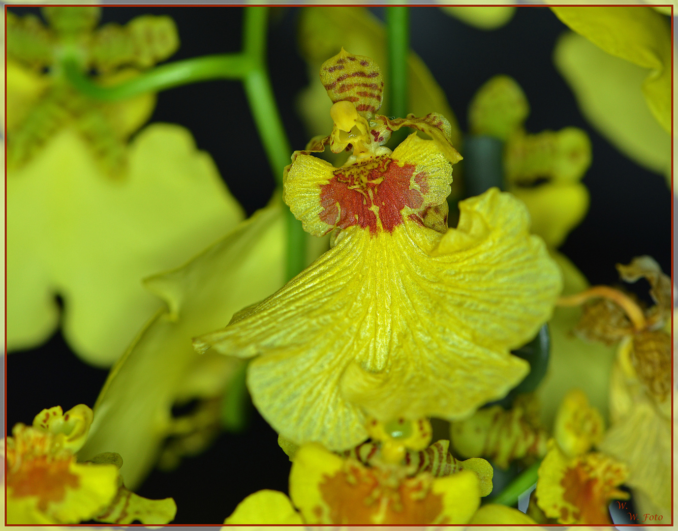 Gelber Engel Foto & Bild | pflanzen, pilze & flechten, blüten ...