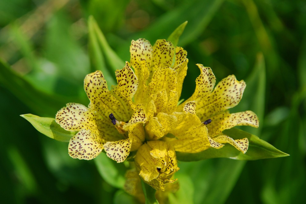 Gelber Enzian Foto & Bild | pflanzen, pilze & flechten, heilpflanzen ...