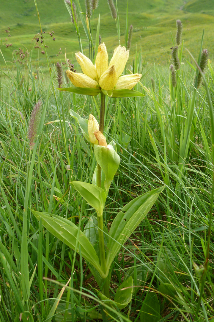Gelber Enzian ( E 5) Foto & Bild | pflanzen, pilze & flechten, natur ...