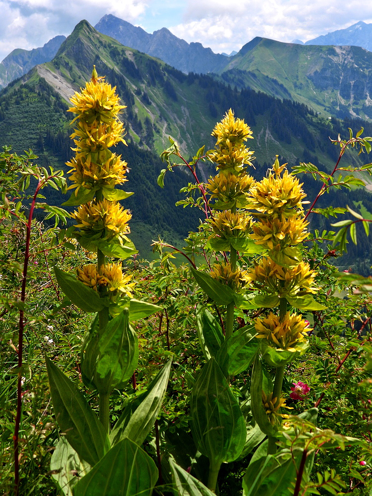 Gelber Enzian (Gentiana lutea) Foto & Bild | pflanzen, pilze & flechten, blüten- & kleinpflanzen ...