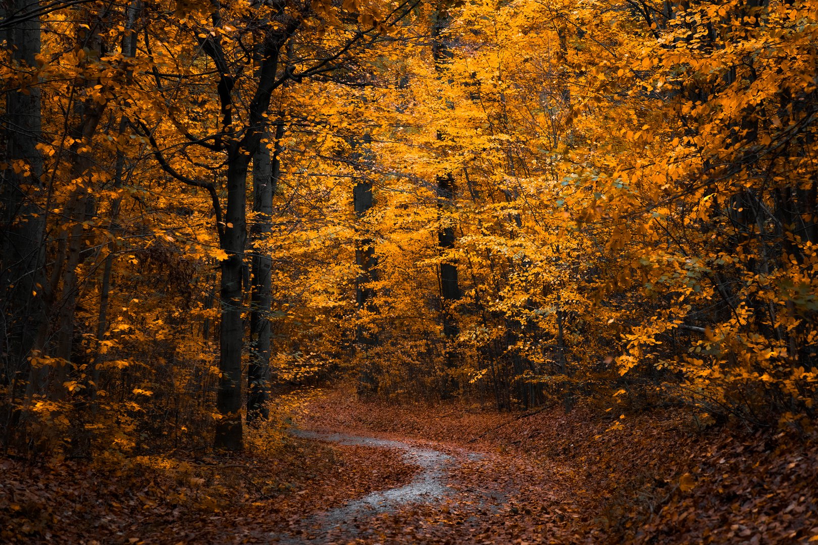 Gelber Foto & Bild | landschaft, jahreszeiten, herbst Bilder auf fotocommunity