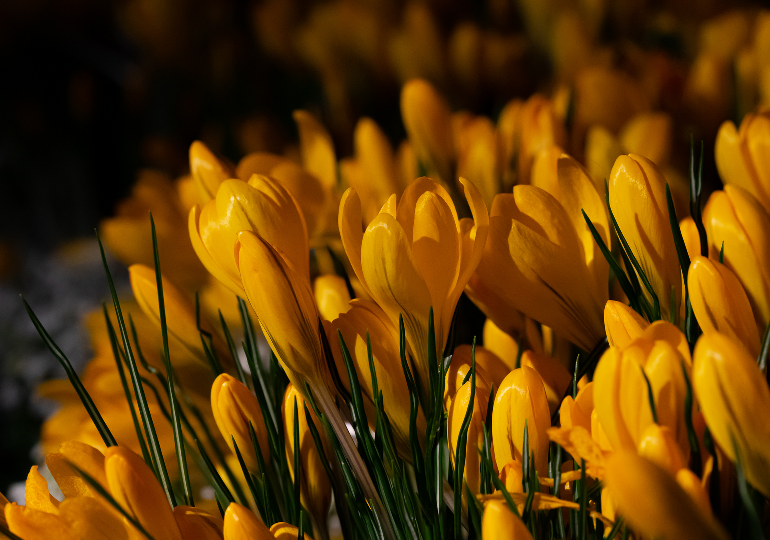 Gelber Frühling Foto & Bild | monatswettbewerbe natur, 2020, 03 natur ...