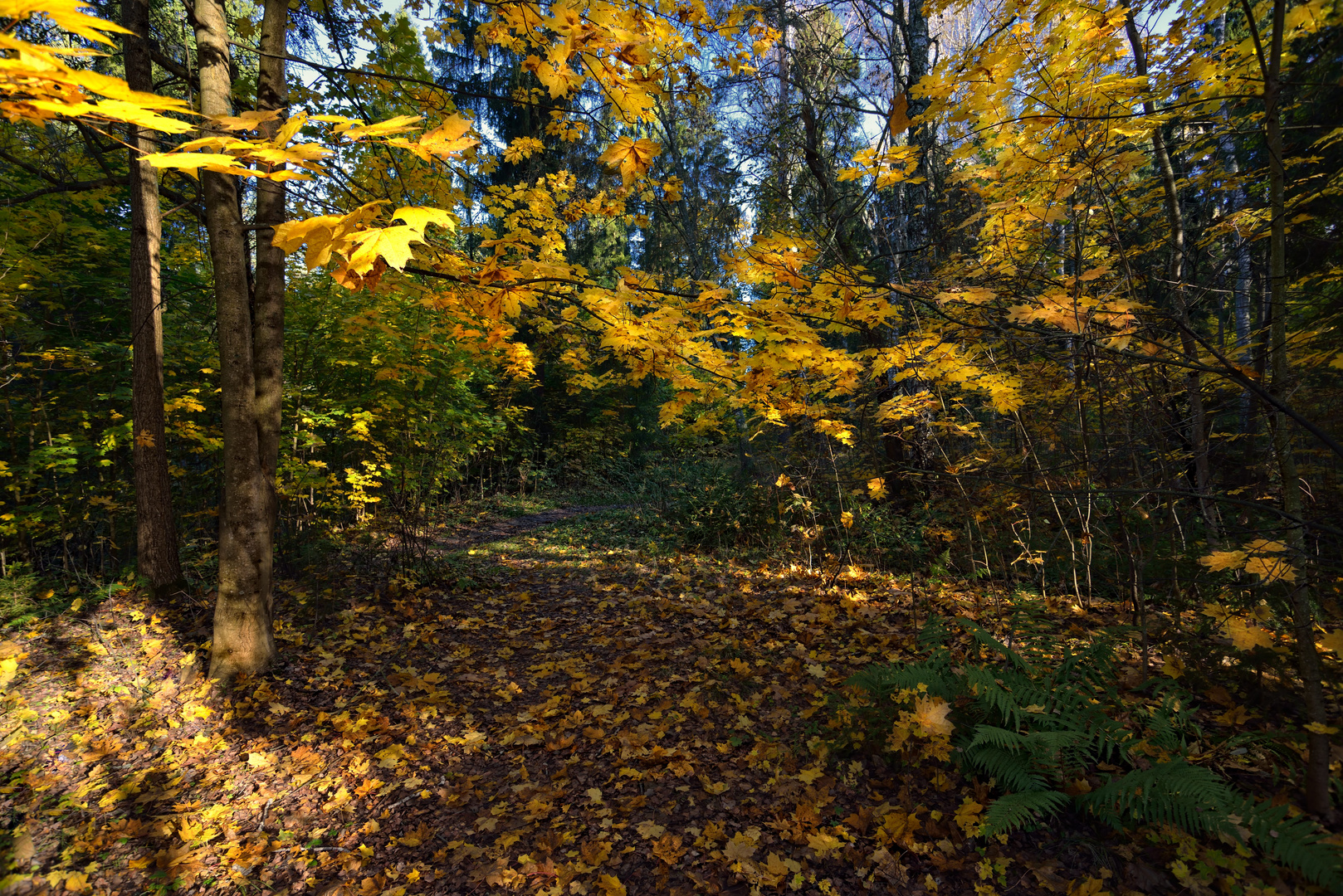 Gelber Herbst Foto & Bild | natur, herbst, landschaft Bilder auf fotocommunity