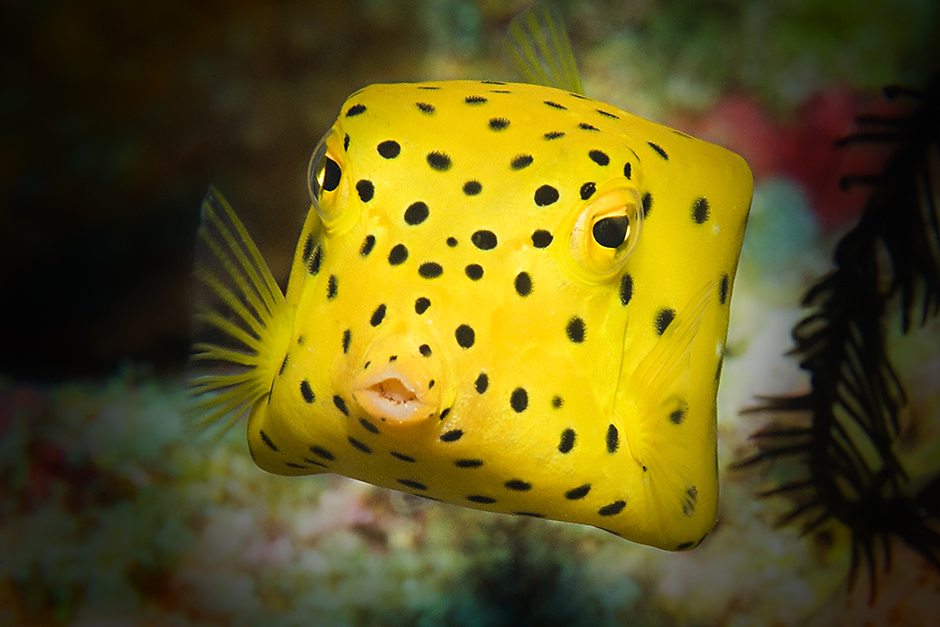 ..gelber Kofferfisch.. Foto & Bild | natur-kreativ, aufnahmetechniken ...