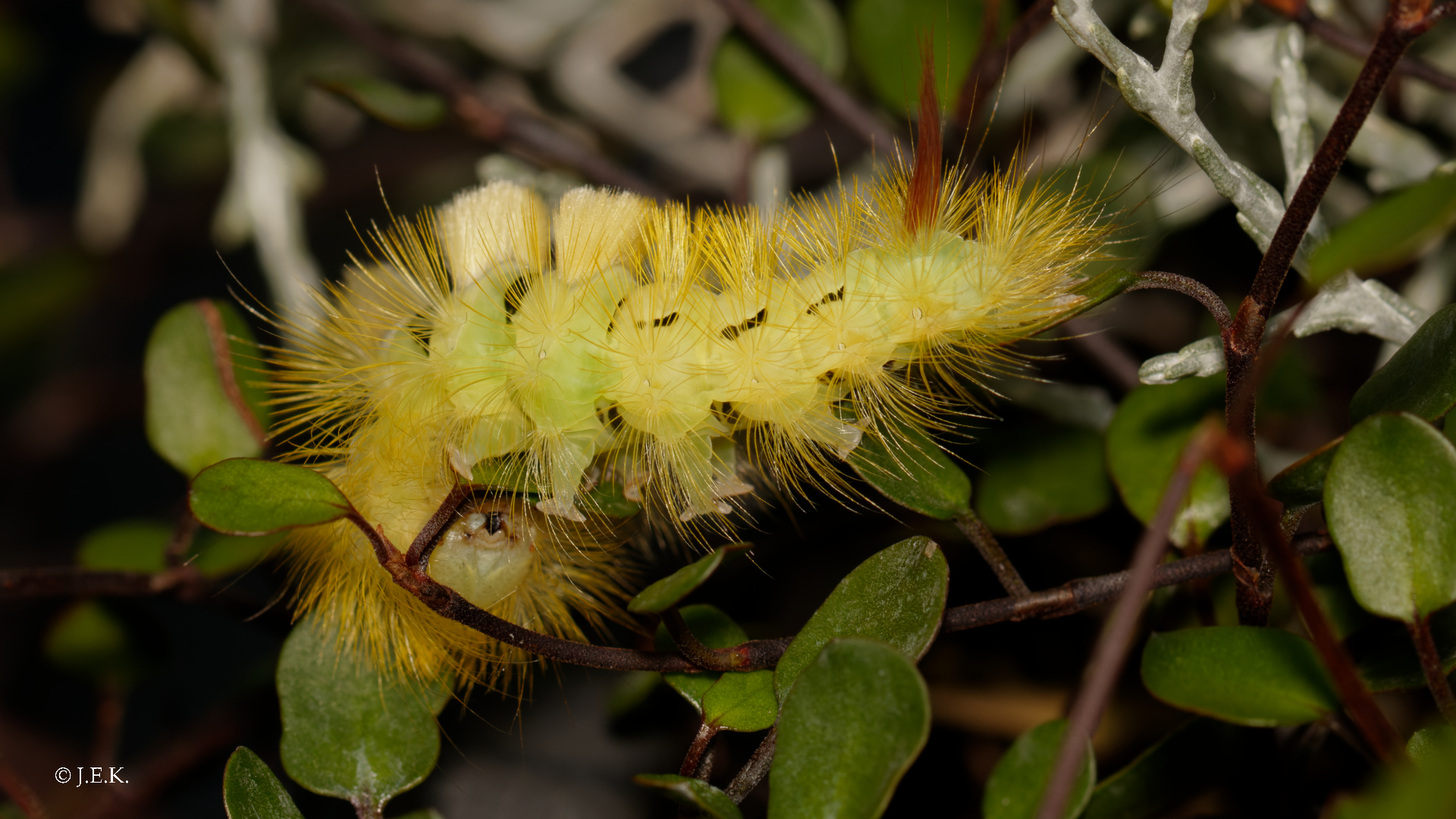 Gelber Puschel Foto & Bild | makro, nachtfalter, insekten Bilder auf ...