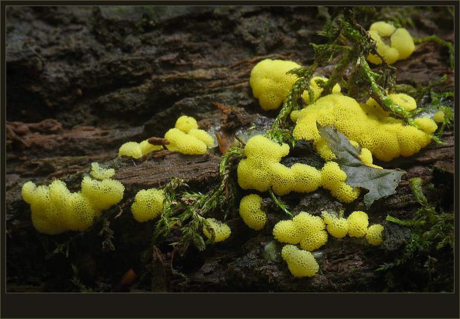 Gelber Schwamm ... Foto & Bild | pflanzen, pilze & flechten, pilze & flechten, pilze Bilder auf ...