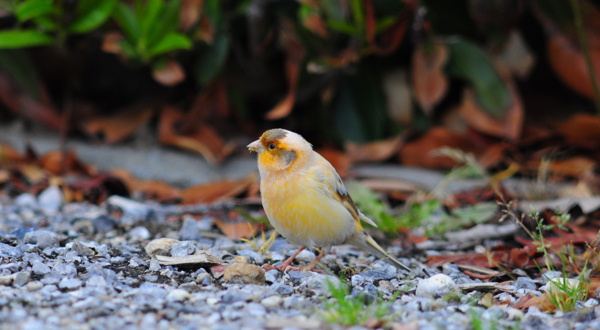 Gelber Vogel? Foto & Bild | tiere, wildlife, wild lebende vögel Bilder ...