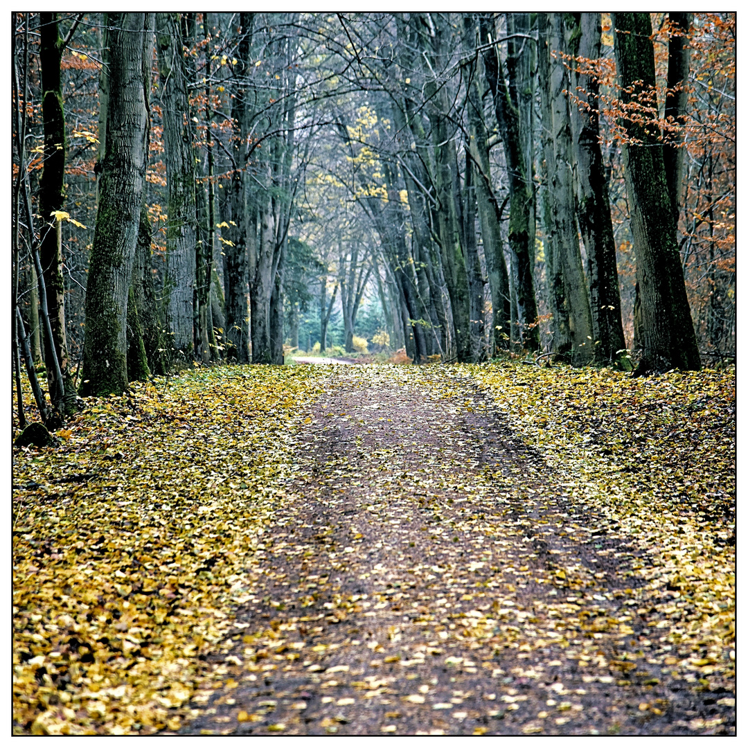 Gelber Weg Foto & Bild | landschaft, jahreszeiten, herbst Bilder auf fotocommunity
