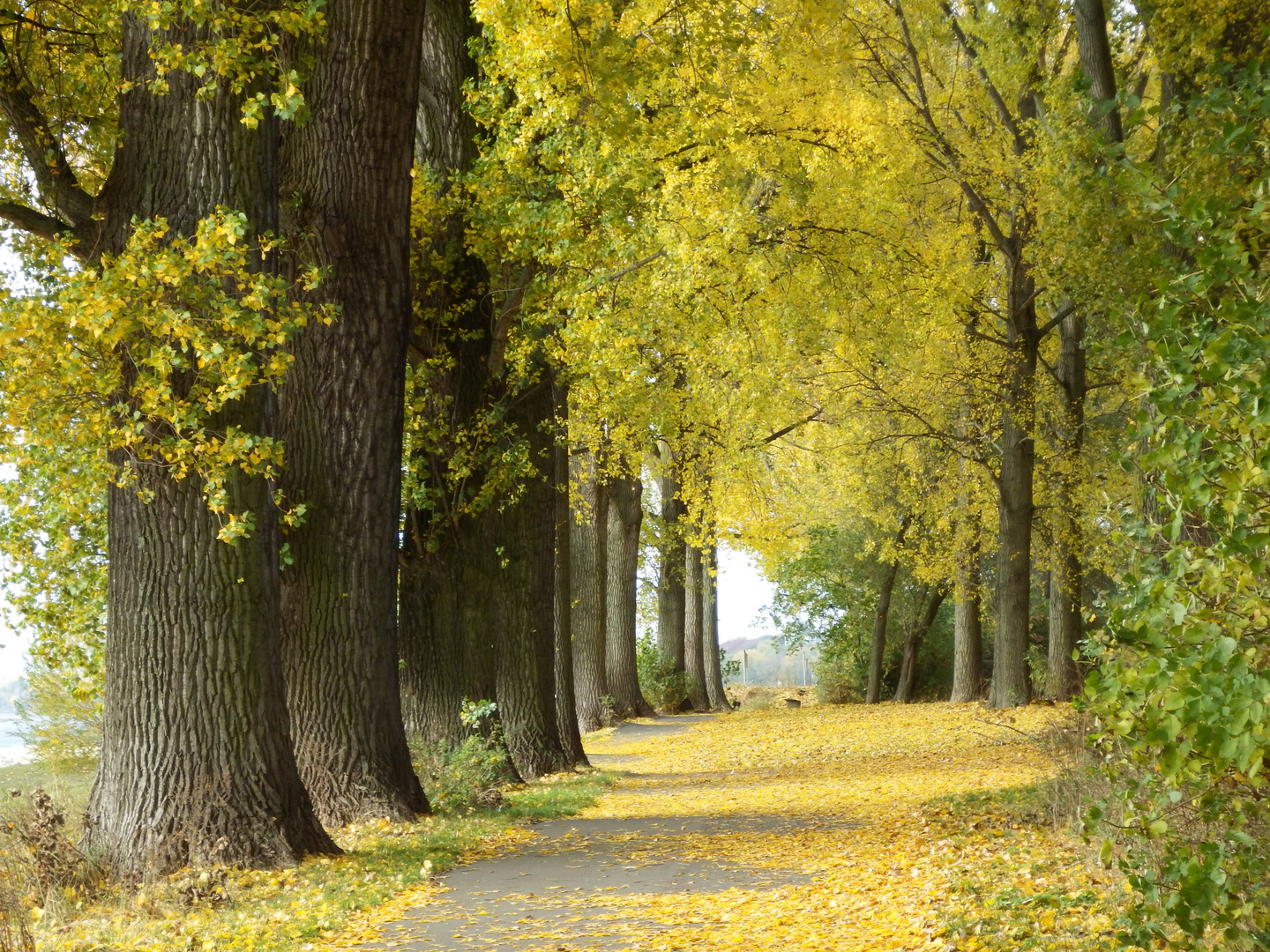 gelber Weg Foto & Bild | bäume, natur, landschaft Bilder auf fotocommunity