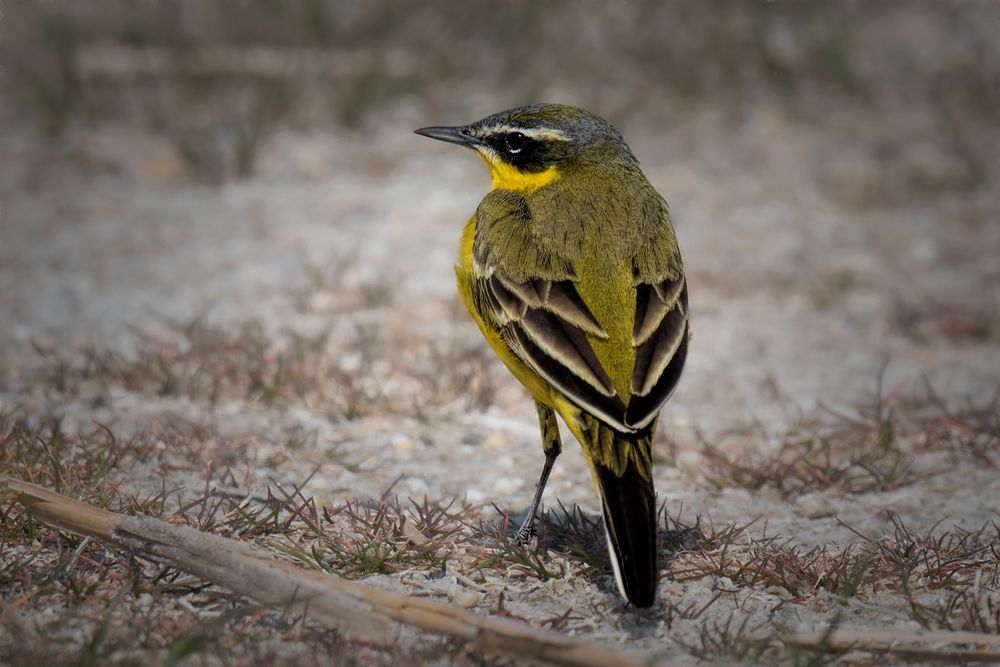 gelber Winzling Foto & Bild | natur, tiere, wildlife Bilder auf ...