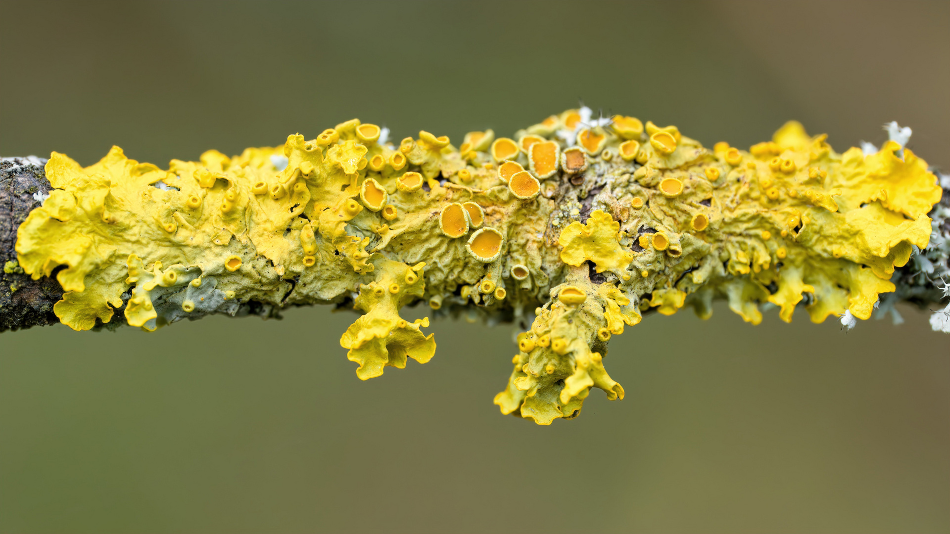 Gelbflechte Foto & Bild | spezial, makro, gelb Bilder auf fotocommunity