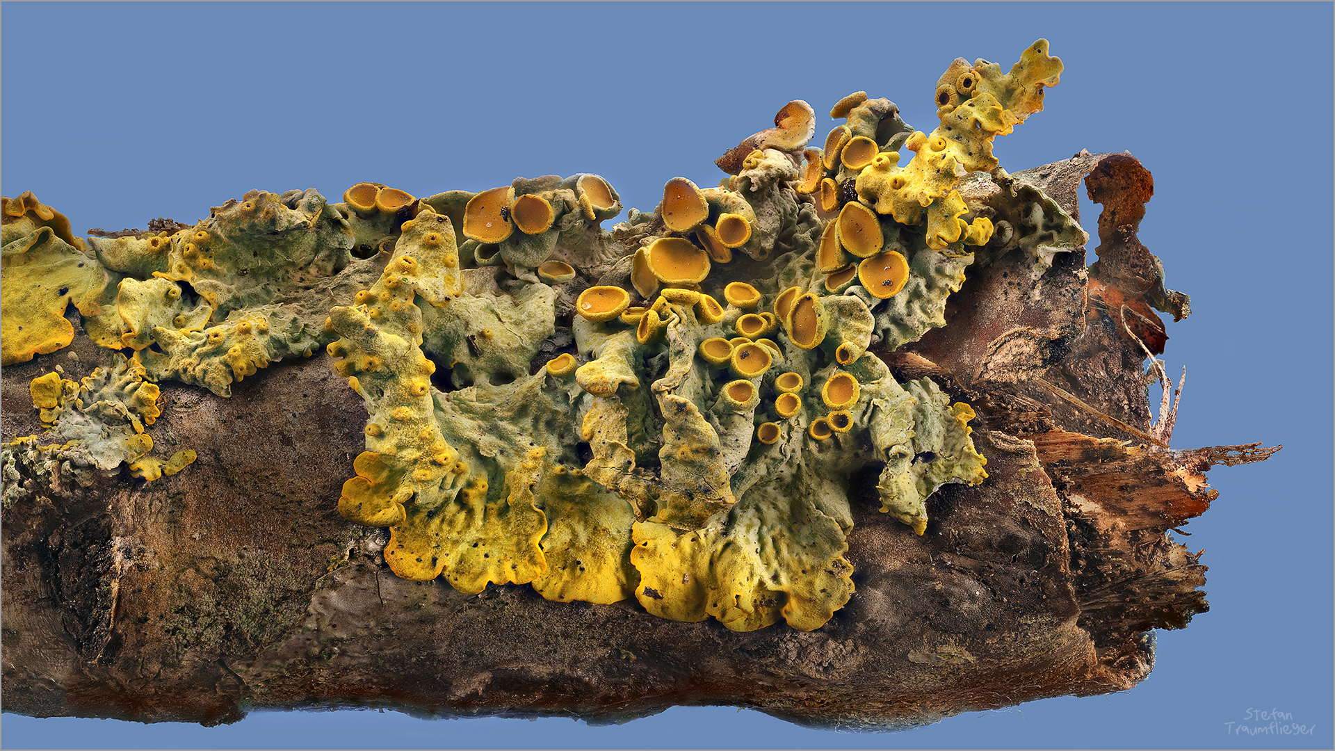 Gelbflechte als Gigapixel-Makro Foto & Bild | pflanzen, pilze & flechten, pilze & flechten ...