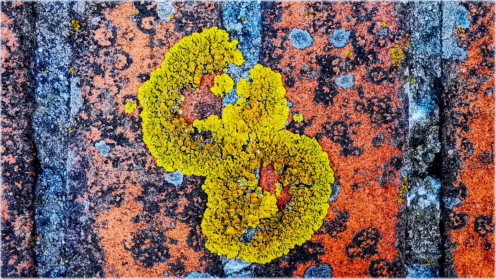 Gelbflechte Foto & Bild | pflanzen, pilze & flechten, projekte, bearbeitungs - techniken Bilder ...