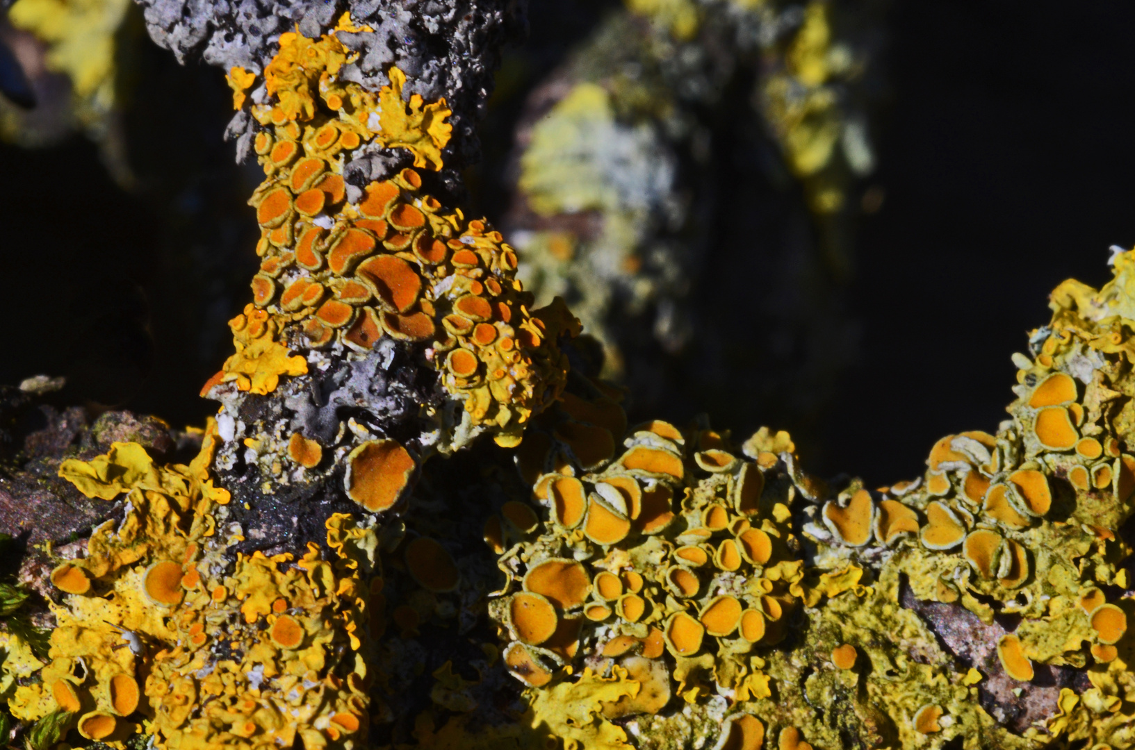 Gelbflechte - eine Symbiose aus Pilz & Alge Foto & Bild | pflanzen, pilze & flechten, pilze ...