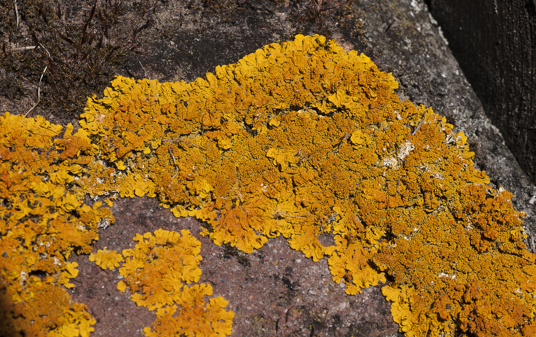 Gelbflechte, Xanthoria parietina Foto & Bild | pflanzen, pilze & flechten, pilze & flechten ...