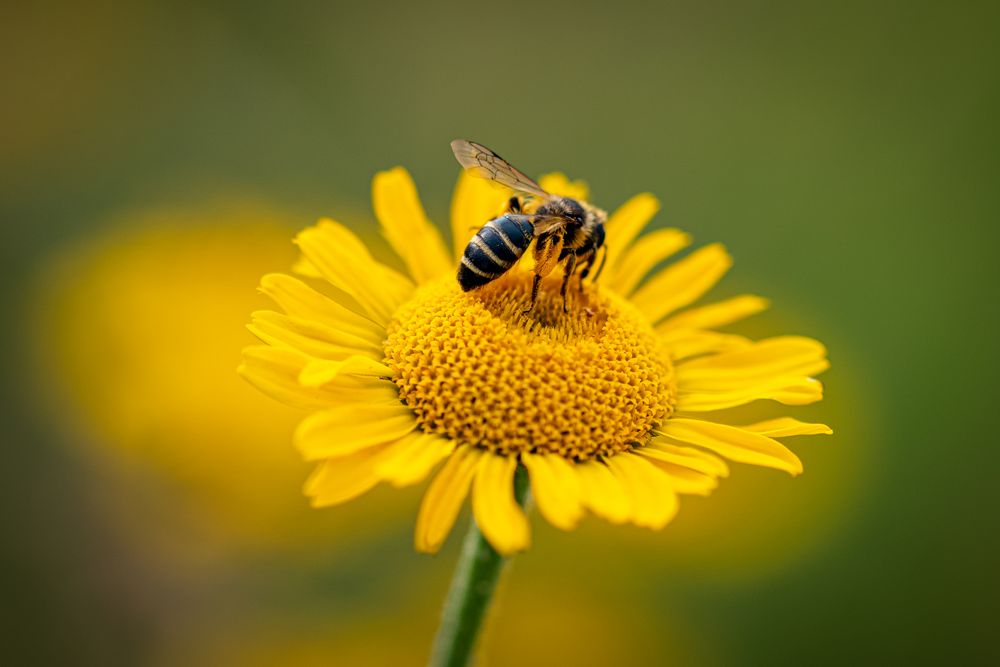 Gelb(ge)sucht Foto & Bild | gelb - colorfoto 1 23 , jury-voting "gelb ...