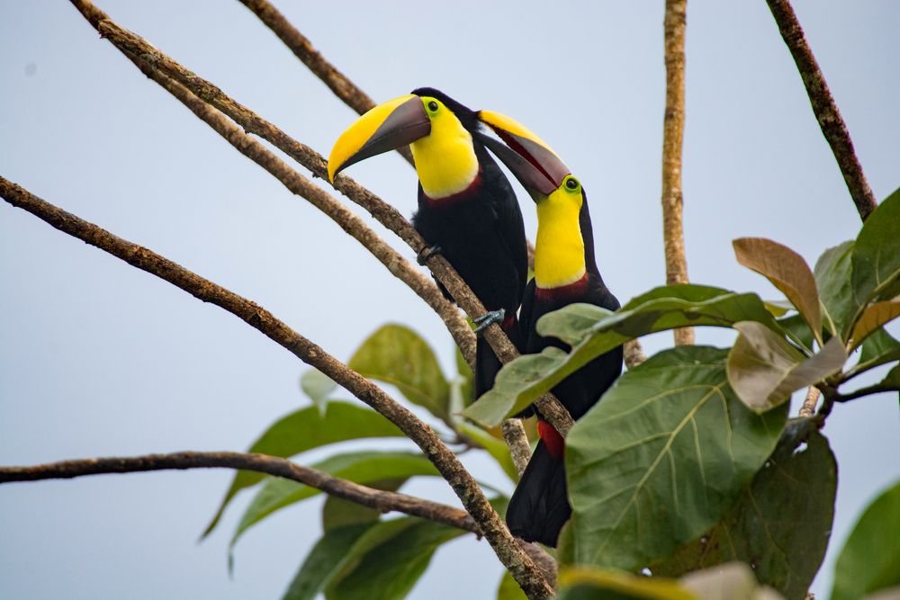 Gelbkehl Tukane in heat! Foto & Bild | tiere, wildlife, wild lebende ...
