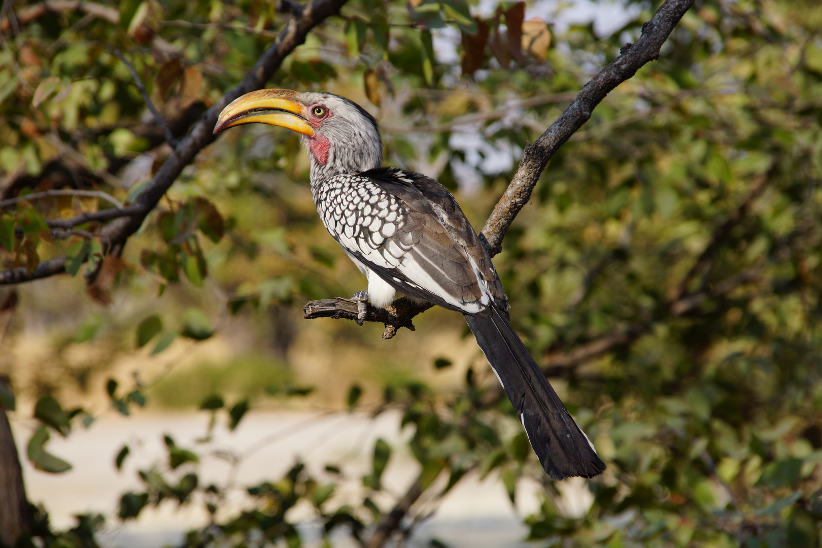Gelbschnabeltoko Foto & Bild | archiv - kritik am bild, konstruktive ...