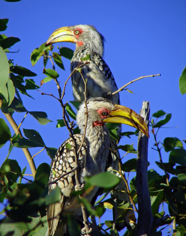Gelbschnabeltokos Foto & Bild | africa, southern africa, namibia Bilder ...