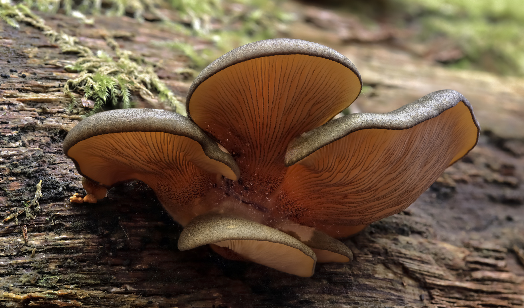 Gelbstieliger Muschelseitling Foto & Bild | fotos, makro, natur Bilder ...