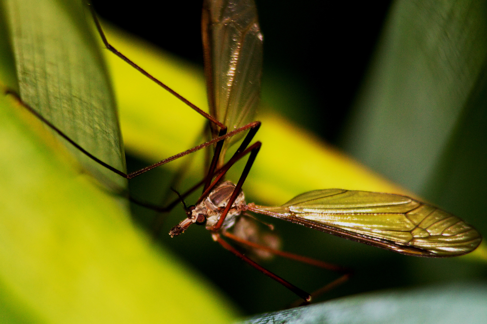 Gelse im Gras Foto & Bild | tiere, wildlife, insekten Bilder auf ...