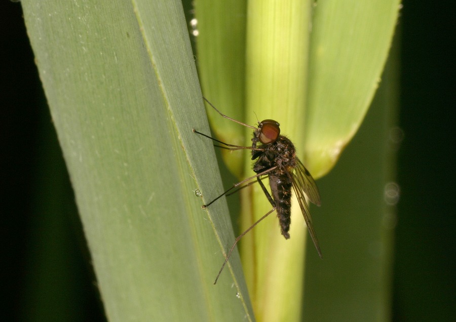 Gelse oder so.... Foto & Bild | tiere, wildlife, insekten Bilder auf ...