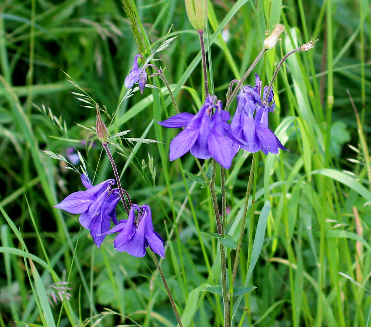 Gemeine Akelei (Aquilegia vulgaris) Foto & Bild | pflanzen, pilze ...