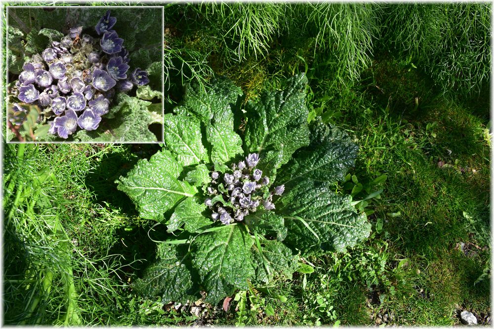 Gemeine Alraune Foto & Bild | blau, wiese, grün Bilder auf fotocommunity