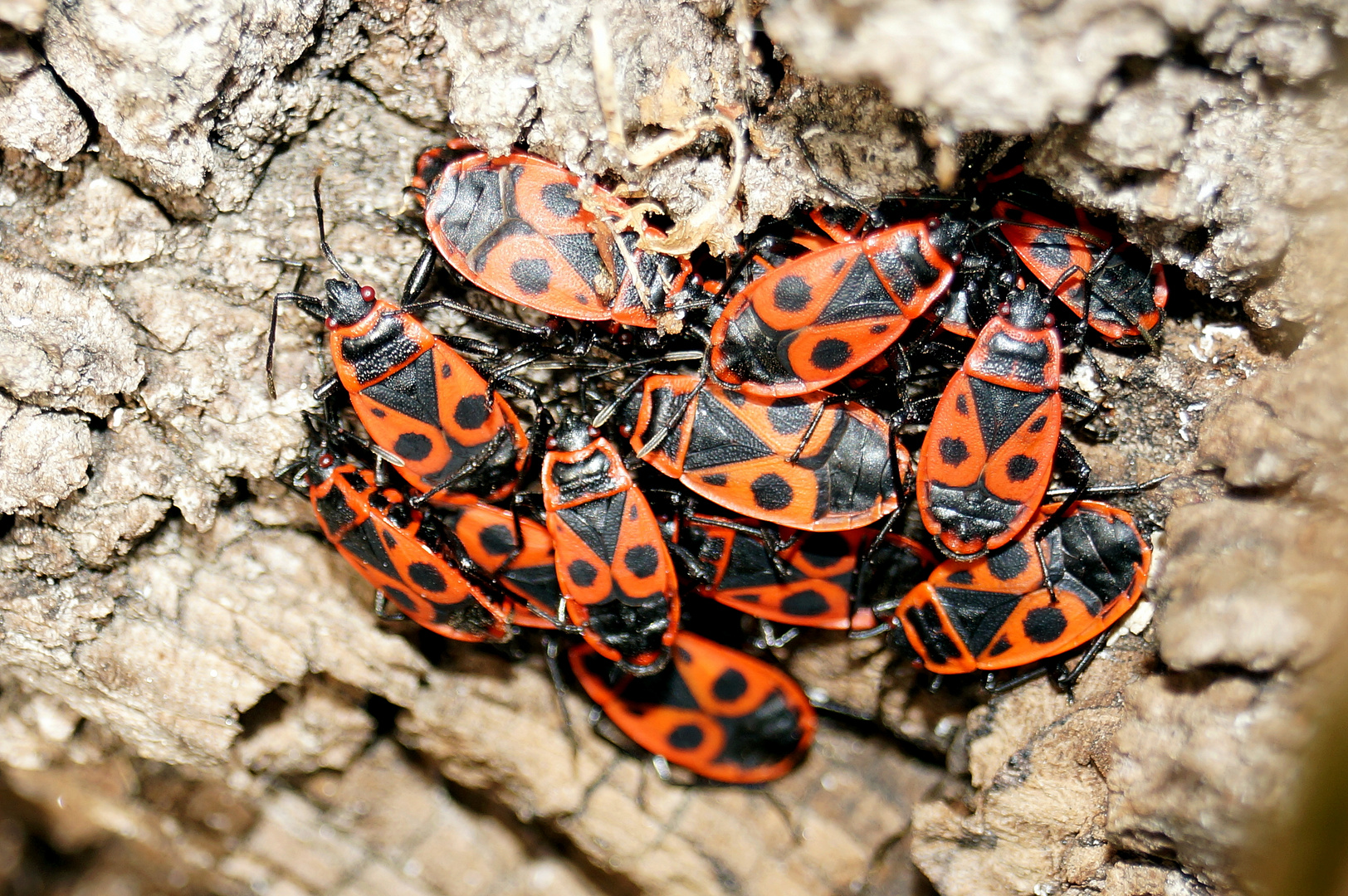 Gemeine Feuerwanze Foto & Bild | tiere, wildlife, insekten Bilder auf ...