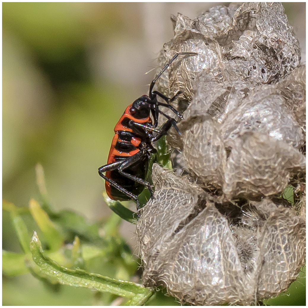 Gemeine Feuerwanze ..... Foto & Bild | tiere, wildlife, insekten Bilder ...
