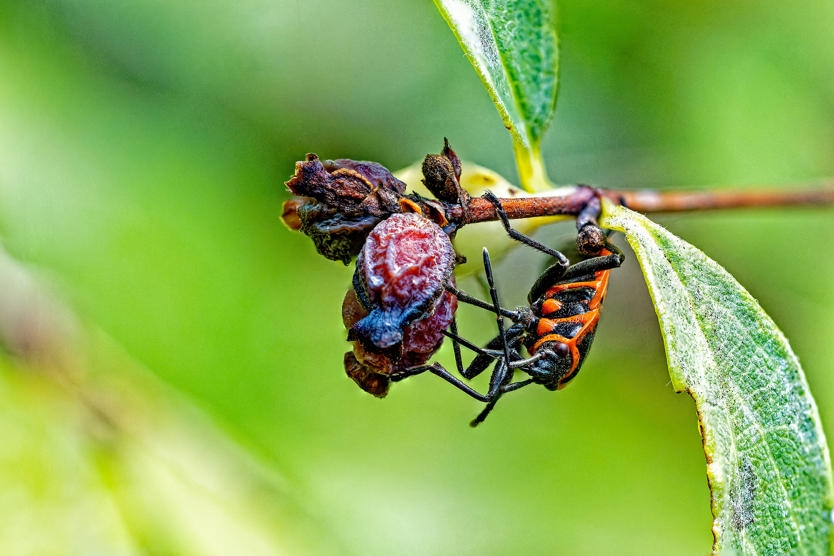 Gemeine Feuerwanze ... Foto & Bild | nah- & makro, tiere, wildlife ...