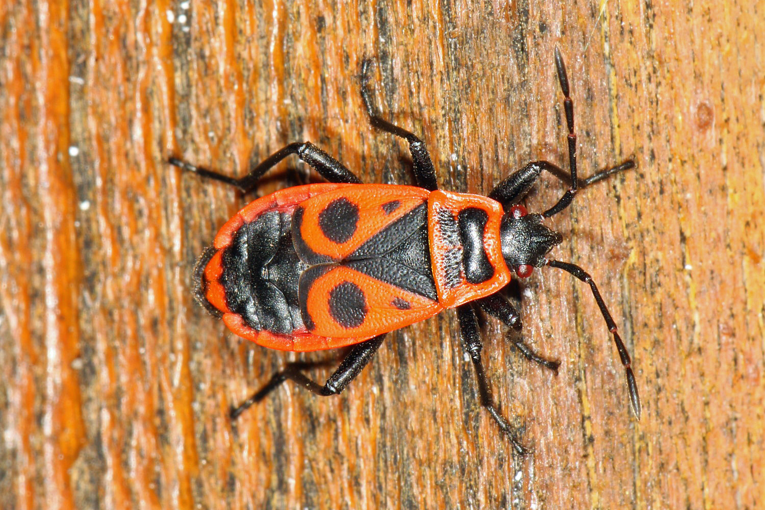 Gemeine Feuerwanze Foto & Bild | andere insekten, fotos, makro Bilder ...