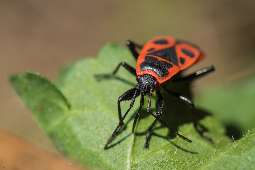 Gemeine Feuerwanze Foto & Bild | tiere, wildlife, insekten Bilder auf ...