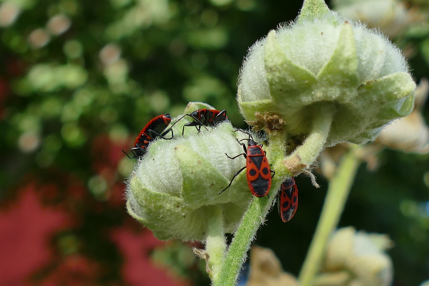 Gemeine Feuerwanze Foto & Bild | insekten, insekt, tiere Bilder auf ...