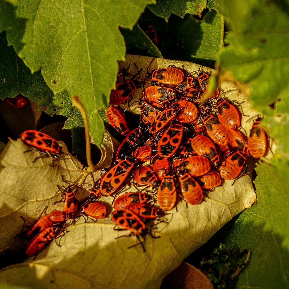 Gemeine Feuerwanze Foto & Bild | natur, insekten, tiere Bilder auf ...